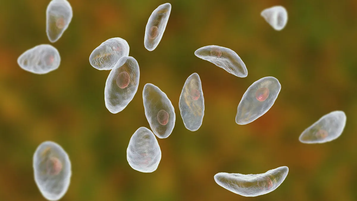 Toxoplasma gondii agyi parazita 2026 fenyeget milliárdokat világszerte ...